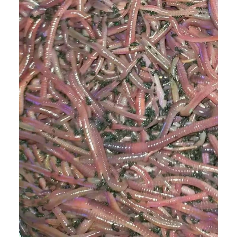 Jual Umpan cacing tanah cacing anc Tiger merah UK setengah kg | Shopee ...