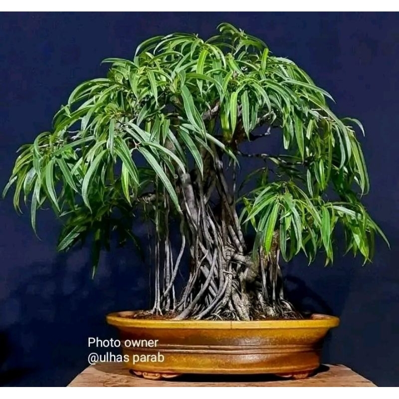 Jual plant / Tanaman Caudex Ficus maclellandi asli dari semai biji ...