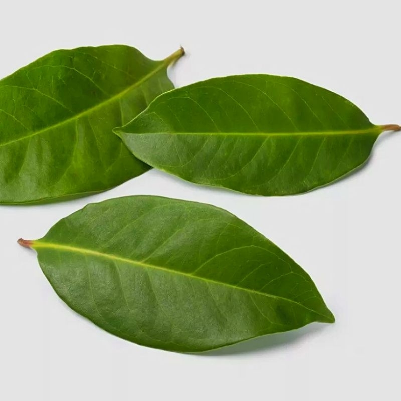 Jual Daun Salam Segar untuk Masak - Per Lembar | Shopee Indonesia