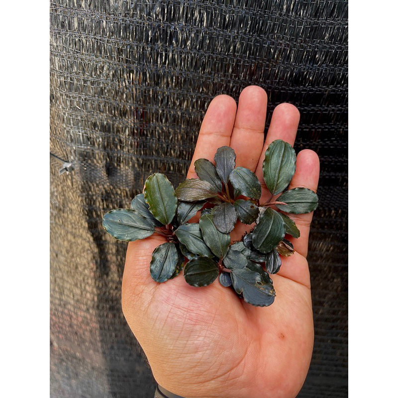 Jual bucephalandra black pink | Shopee Indonesia