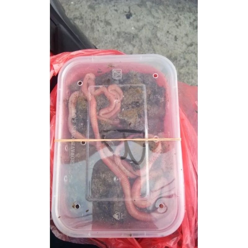 Jual cacing nipah grade B | Shopee Indonesia