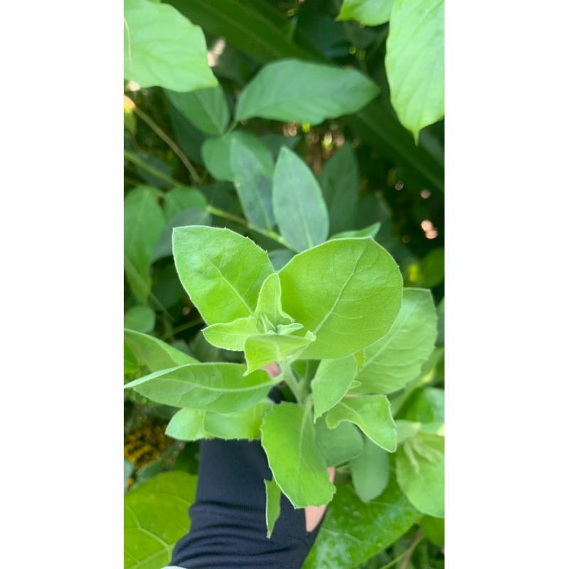 Jual Daun luntas segar per ikat | Shopee Indonesia