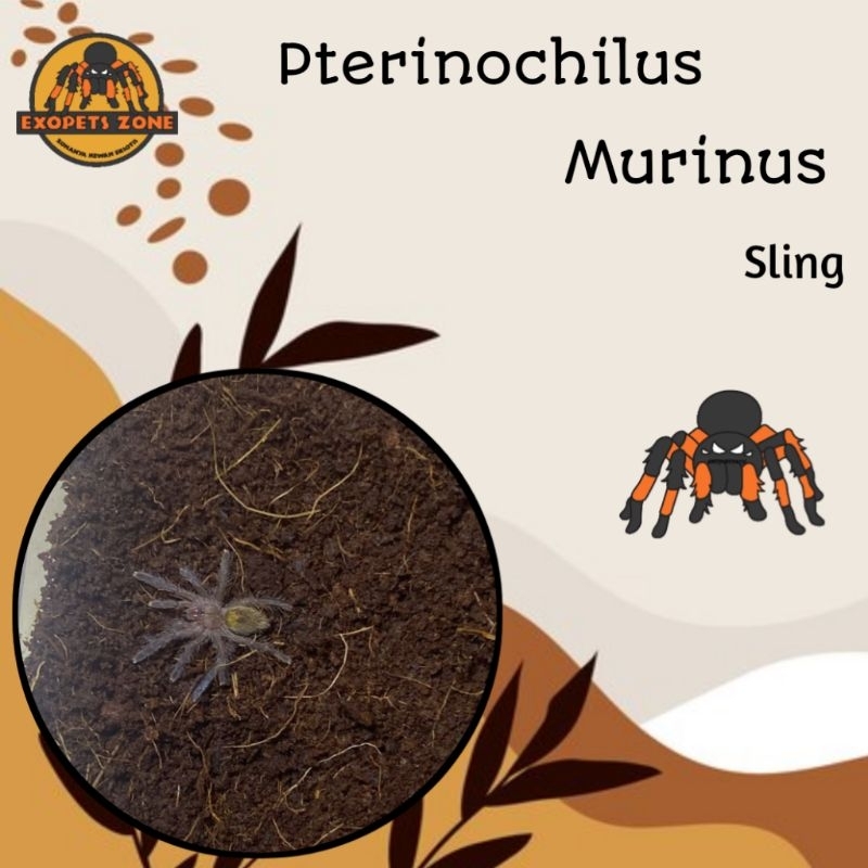 Jual pterinochilus murinus obt slingg | Shopee Indonesia