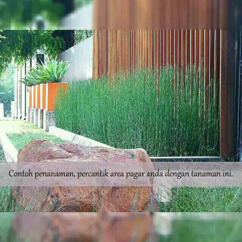 Jual Tanaman hias bambu air rimbun-pohon bambu air | Shopee Indonesia