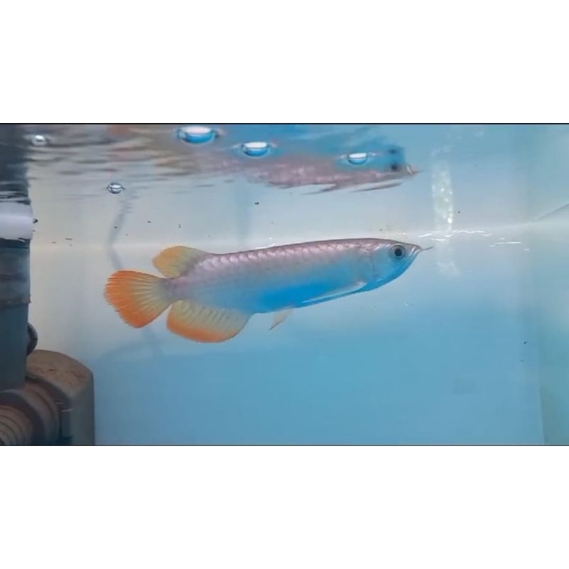 Jual Stock Baru Banjar Red Sertif Lengkap. Red Banjar | Shopee Indonesia