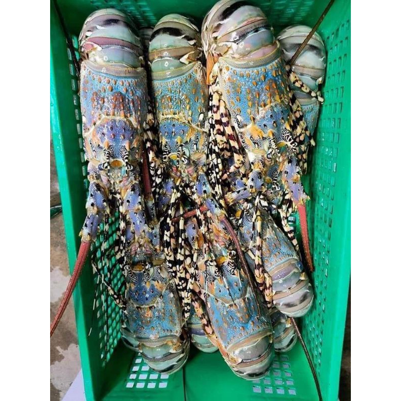 Jual LOBSTER MUTIARA FRESH FROZEN 1KG UP | LOBSTER LAUT MUTIARA FROZEN ...