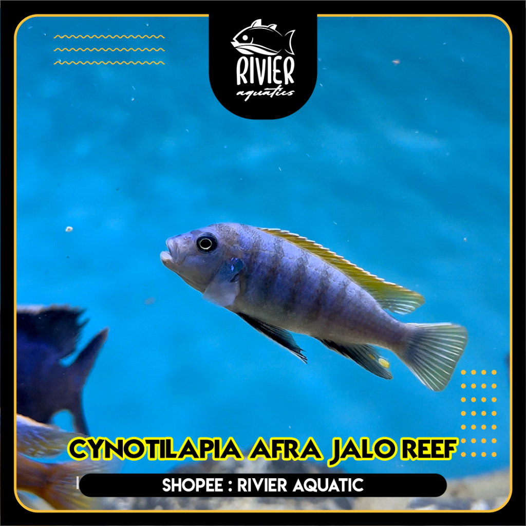 Jual Cichlid Afrika Cynotilapia Afra Jalo Reef | Shopee Indonesia
