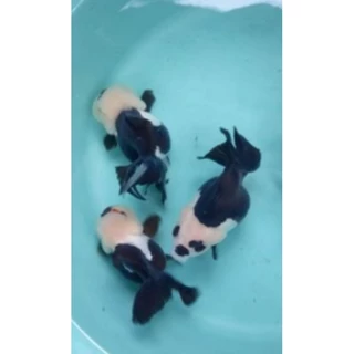 Jual Ikan Koki Panda Terlengkap & Harga Terbaru Mei 2024 | Shopee Indonesia