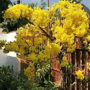 Jual Bibit Pohon Bunga Tabebuya/Tabebuia kuning Aurea Yellow/Sakura ...