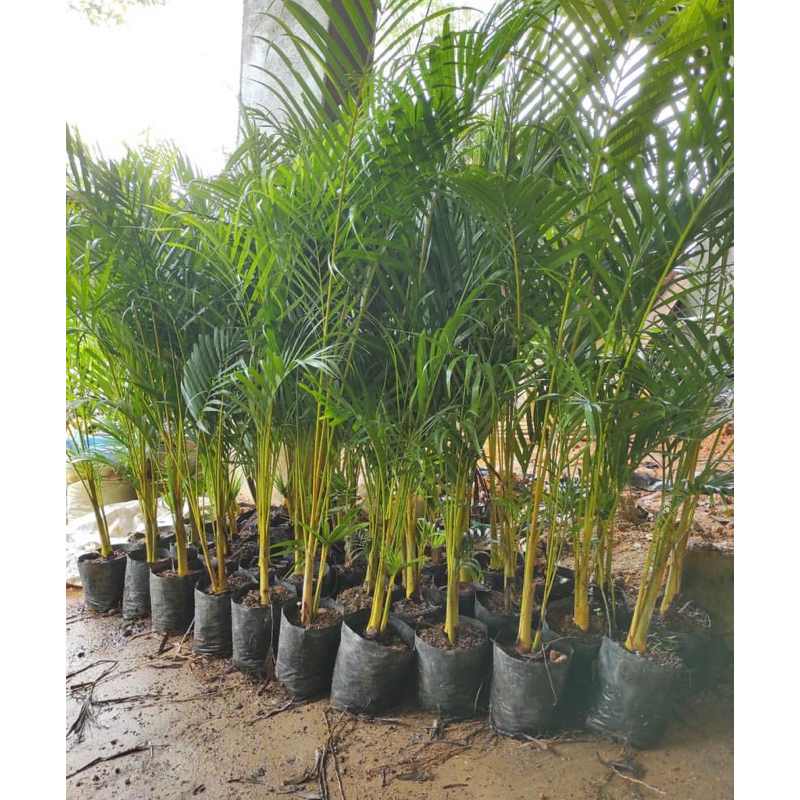 Jual PALEM KUNING BESAR 50-100cm | Shopee Indonesia