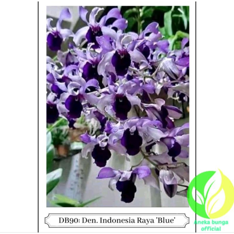Jual BUNGA ANGGREK DENDROBIUM INDONESIA RAYA BLUE / TANAMAN HIAS POHON ...