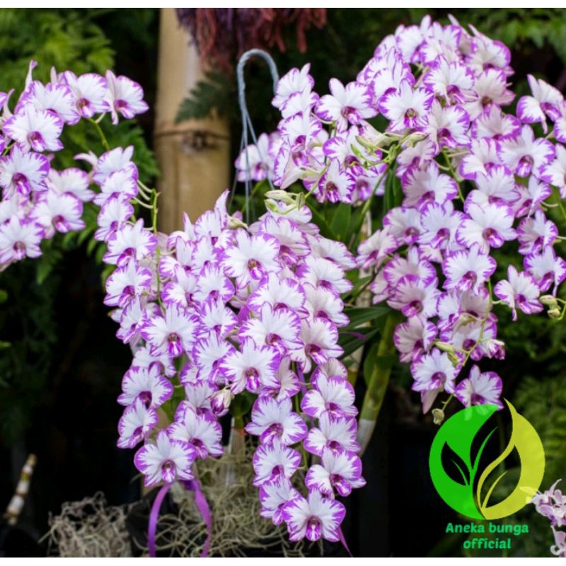 Jual BUNGA ANGGREK DENDROBIUM ENOBI FLASH / TANAMAN HIAS POHON SEEDLING ...