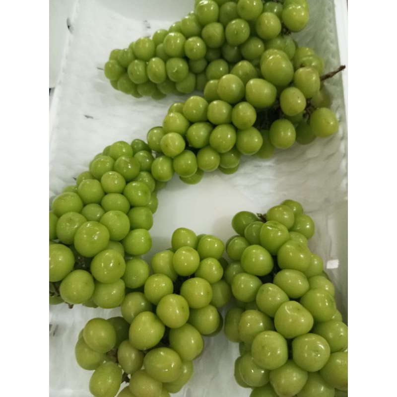 Jual 1kg Anggur Hijau Shine Muschat Curah Fresh ( manis & juice ...
