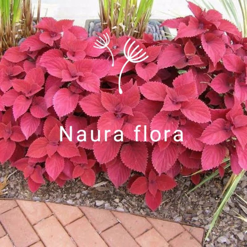 Jual Tanaman hias miana merah rimbun | Shopee Indonesia
