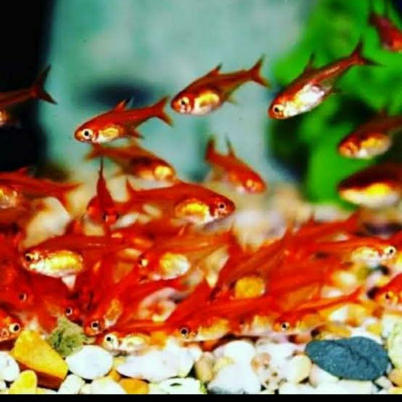 Jual ikan hias amandae tetra / ikan amandae / ikan hias ember tetra ...