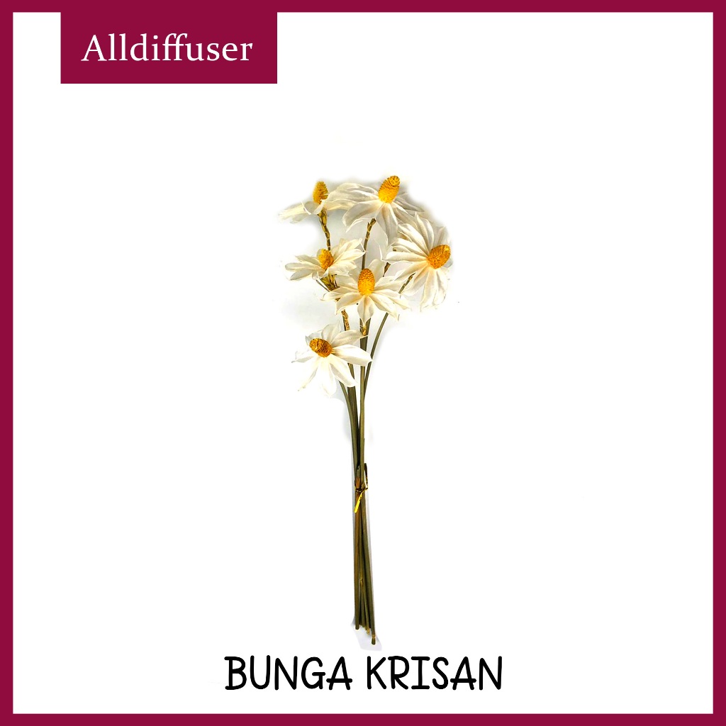 Jual [ALLDIFFUSER] Bunga Krisan Panjang Chrysant Chrysantemum ...