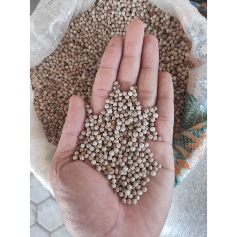 Jual LADA PUTIH BUTIR KECIL 1 KG | Shopee Indonesia