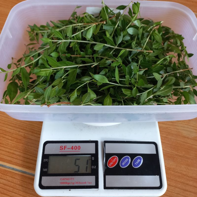 Jual Daun Henna Segar - Daun Inai - Pacar Kuku - Pewarna Kuku | Shopee ...