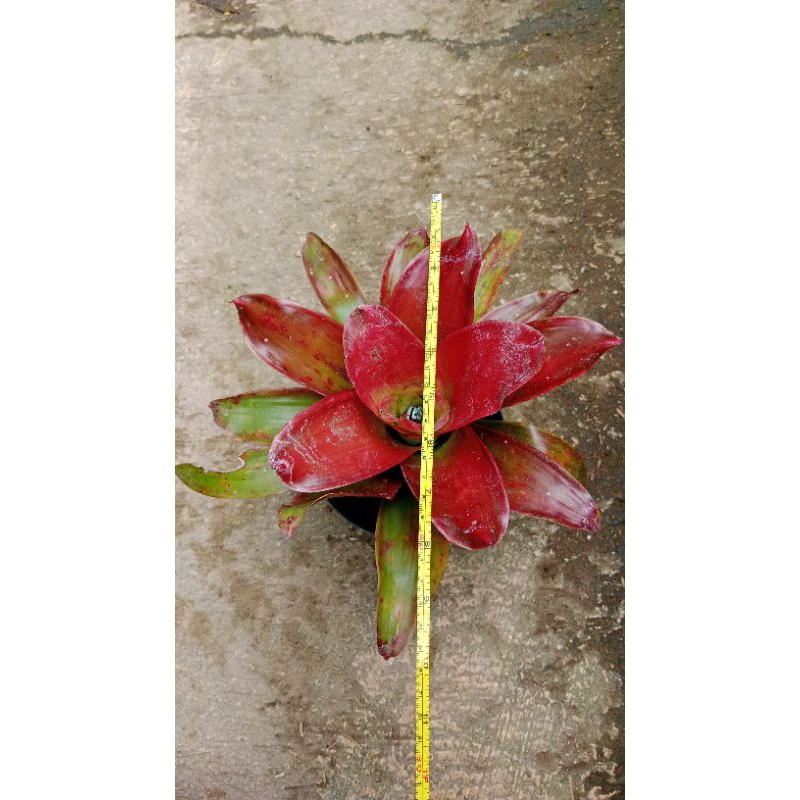 Jual Bromelia: Tanaman Eksotis dengan Keindahan yang Mempesona dan ...