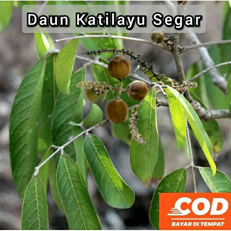 Jual 250 GRAM DAUN KLAYU ATAU KATILAYU SEGAR ORGANIK | Shopee Indonesia