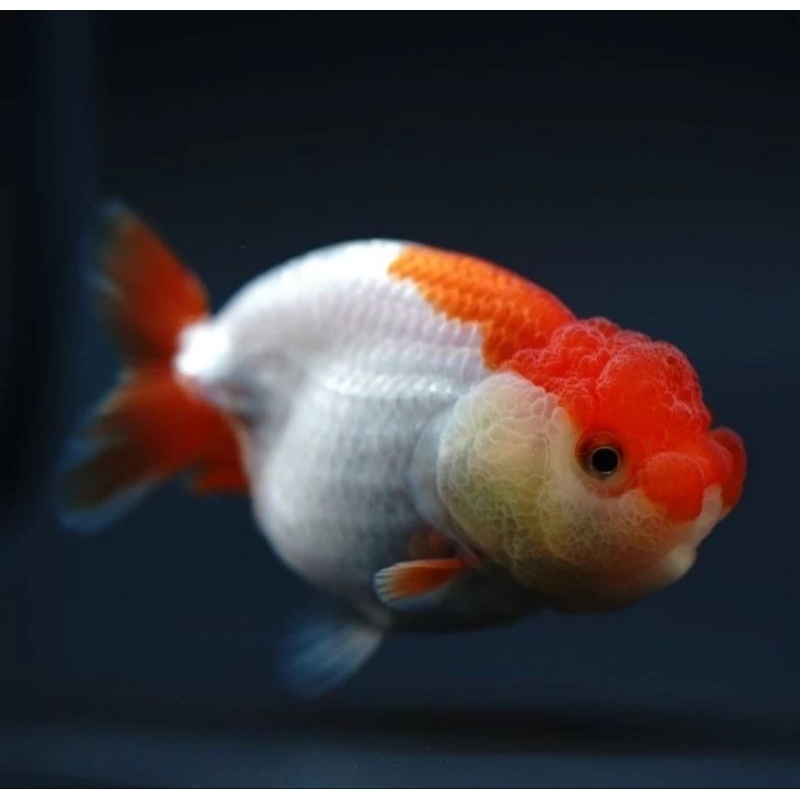 Jual baby rancu berkelas / ikan mas koki rancu/ ikan hias aquarium ...