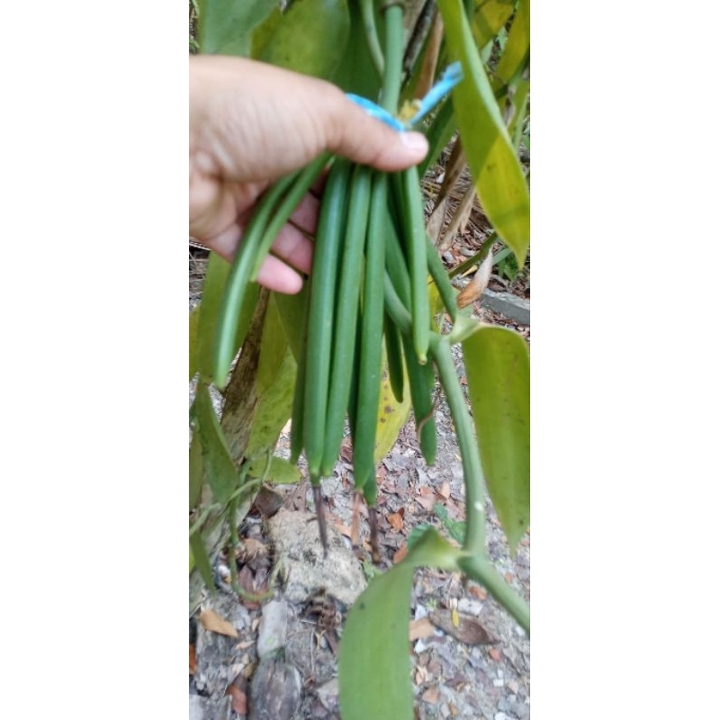 Jual buah vanilla basah atau vanilli basah 1kg | Shopee Indonesia