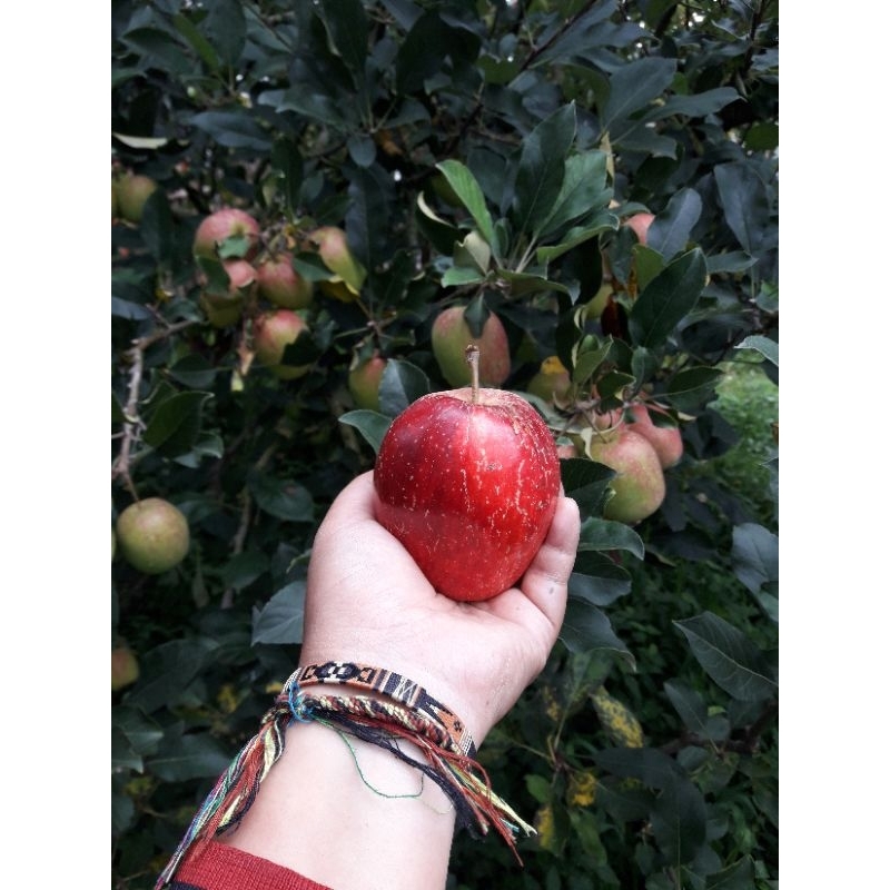 Jual Tanaman Apel Anna | Shopee Indonesia