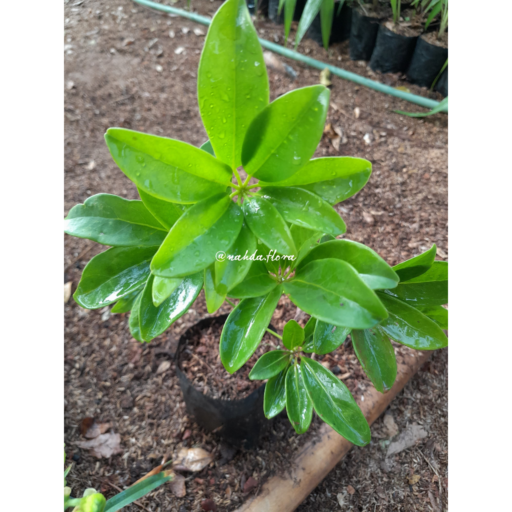 Jual Tanaman Hias Wali Songo Hijau - Bibit Bunga Pohon Gurita (Schefflera arboricola) | Shopee ...