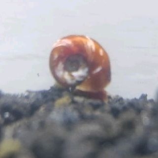 Jual Ramshorn snail / apple snail algae eater aquarium aquascape ...