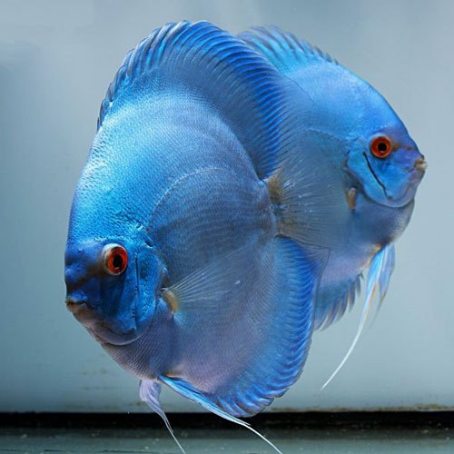 Jual discus blue diamond / ikan discus / 1.5 INCH / diskus /ikan aquascape | Shopee Indonesia