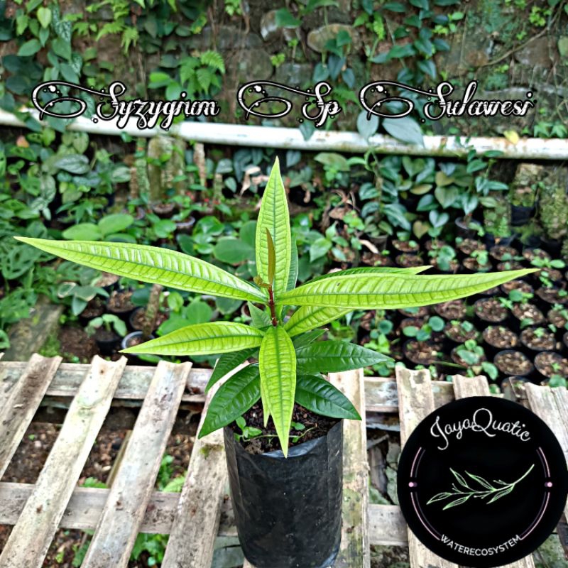 Jual Syzygium Sp Sulawesi - Tanaman Hias Indoorplant Outdoorplant ...
