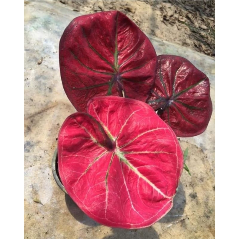 Jual Keladi Hias Tembika | Tanaman Hias Keladi Caladium Tembika Anakan ...