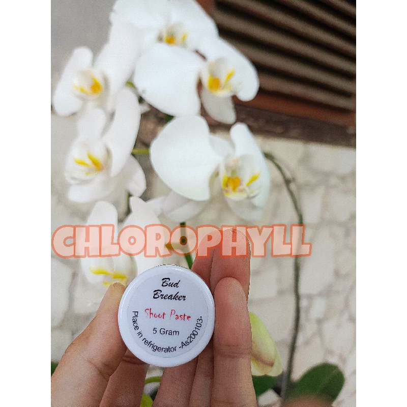 Jual Bud Breaker Keiki Salep Penumbuh Keiki dan Tunas Anggrek 5 Gram ...