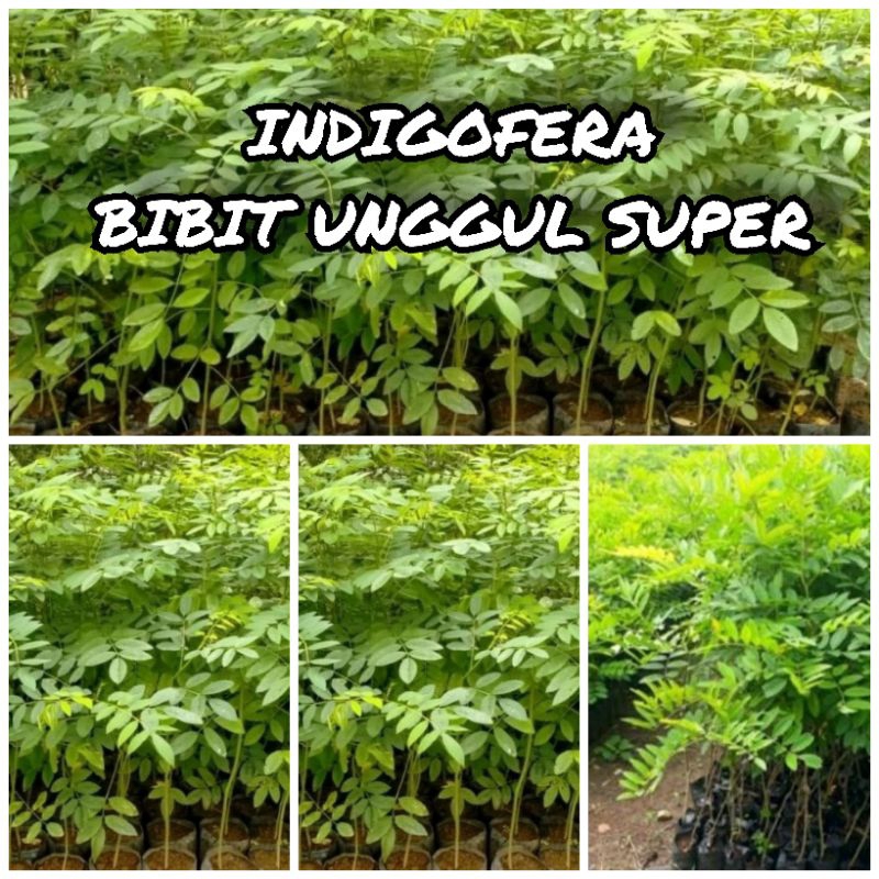 Jual Bibit indigofera pakan ternak full akar siap tanam tinggi 40 cm | Shopee Indonesia