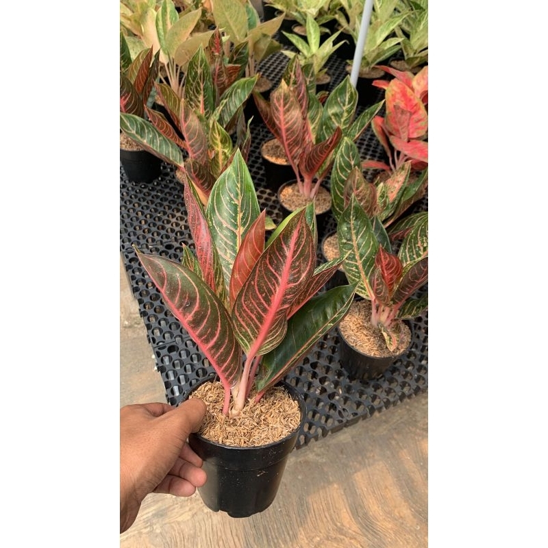 Jual tanaman hias aglonema red sumatra - aglaonema pride of sumatera ...