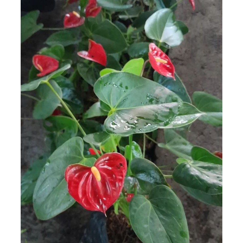Jual Tanaman anthurium bunga merah(sudah berbunga) | Shopee Indonesia