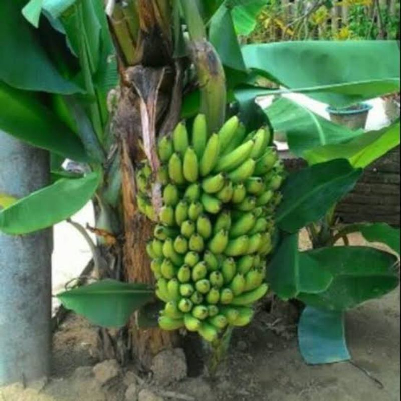 Jual PROMO!! Bibit Pohon Pisang Brazil Pendek Berbuah Tambulanpot (BELI ...