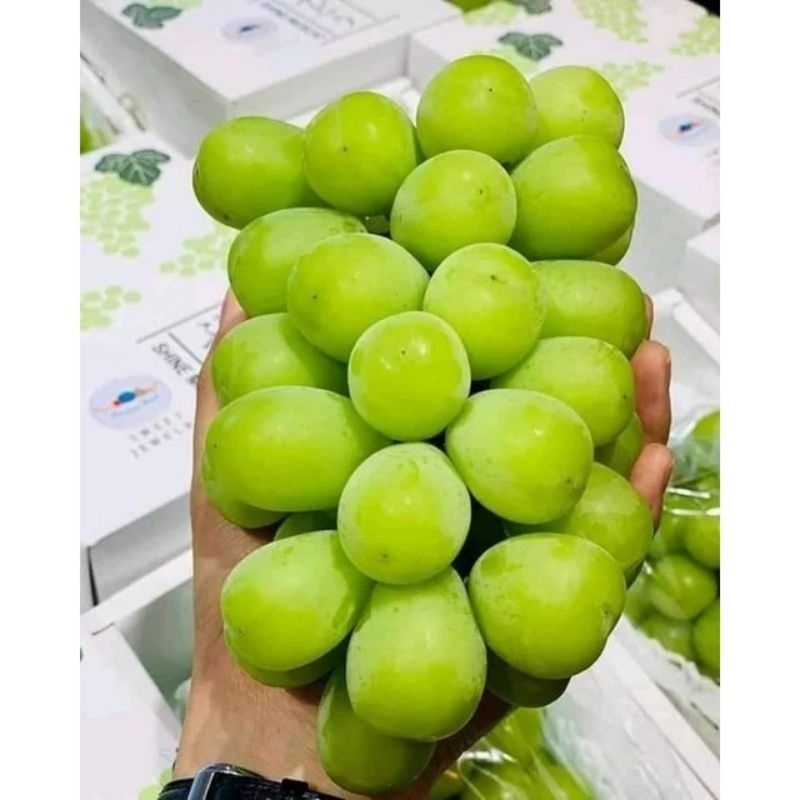 Jual BIBIT TANAMAN ANGGUR SHINE MUSCAT hasil okulasi | Shopee Indonesia Jual BIBIT TANAMAN ANGGUR SHINE MUSCAT hasil okulasi | Shopee Indonesia