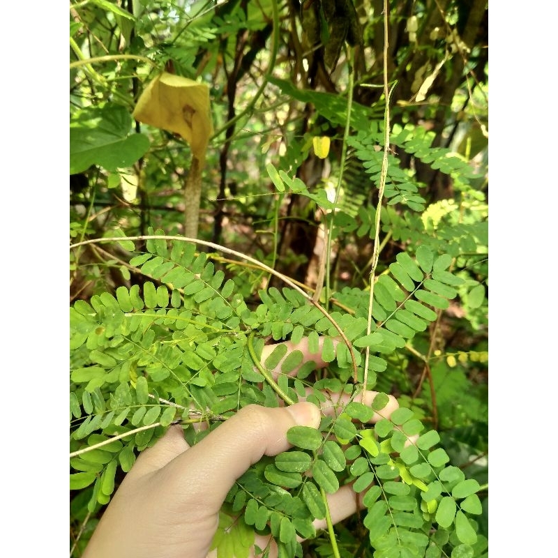 Jual Tanaman Saga Rambat Obat Panas Dalam (Sariawan) 30 gram | Shopee ...