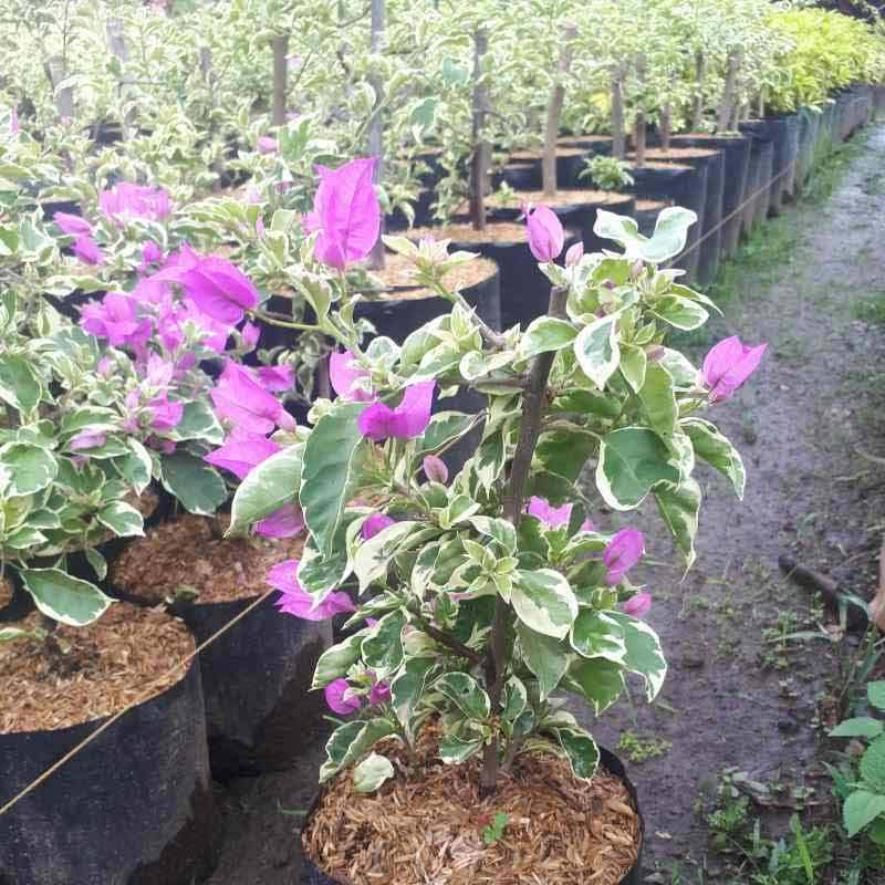 Jual Tanaman Hias Bougenville Variegata Ungu Varigata Besar (Jaminan ...