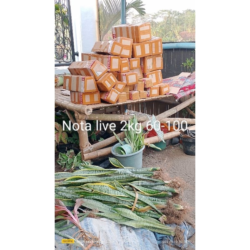 Jual bunga untuk nota 60-100 | Shopee Indonesia