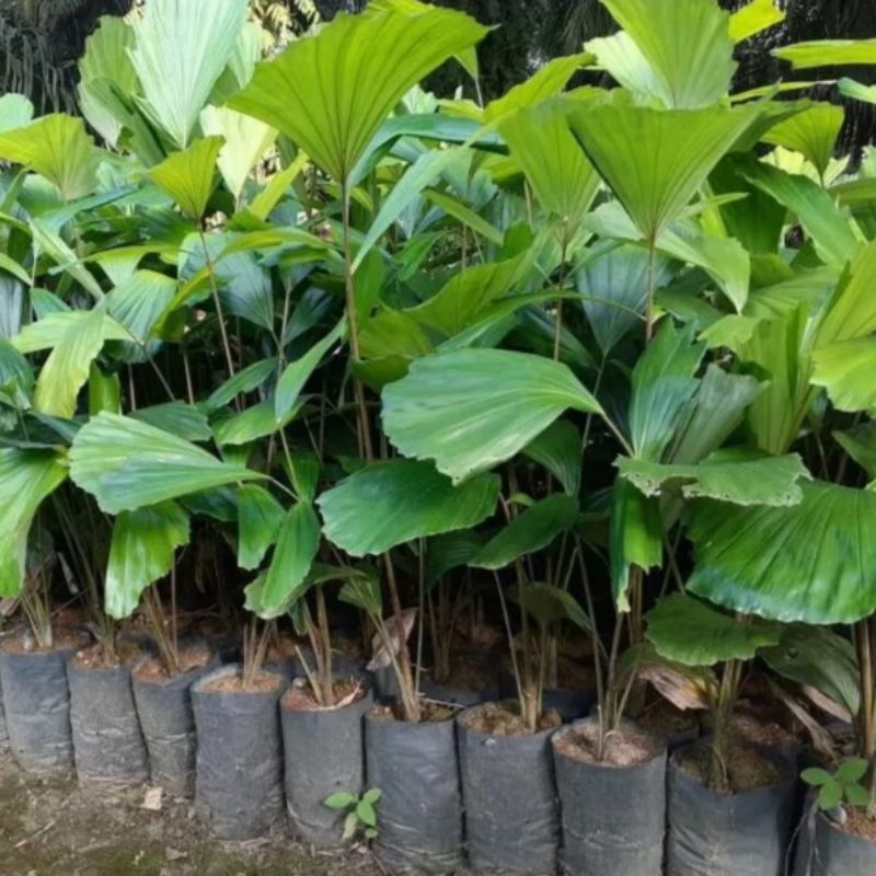 Jual Bibit Benih Aren Genjah Kutim Asli Varietas Super Unggul Siap ...