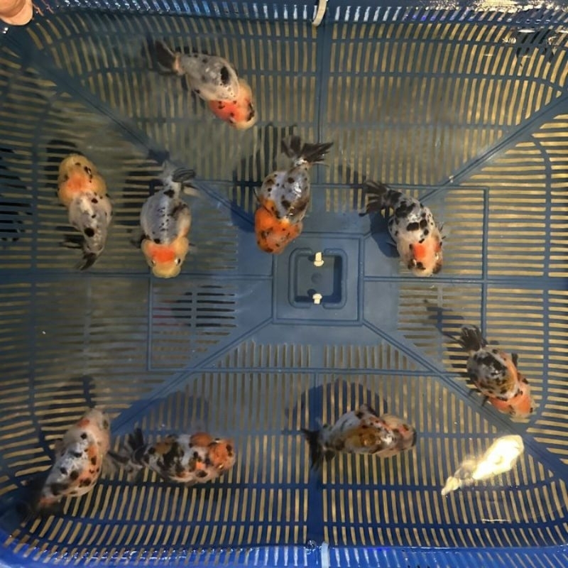 Jual Mainan sapi sapian size tanggung 8-9 cm ranchu black white cow ...