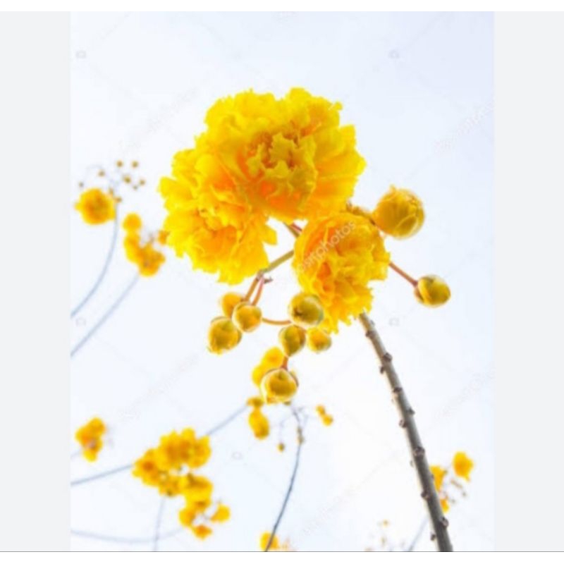 Jual Pohon hias buttercup Tinggi 150/200cm | Shopee Indonesia