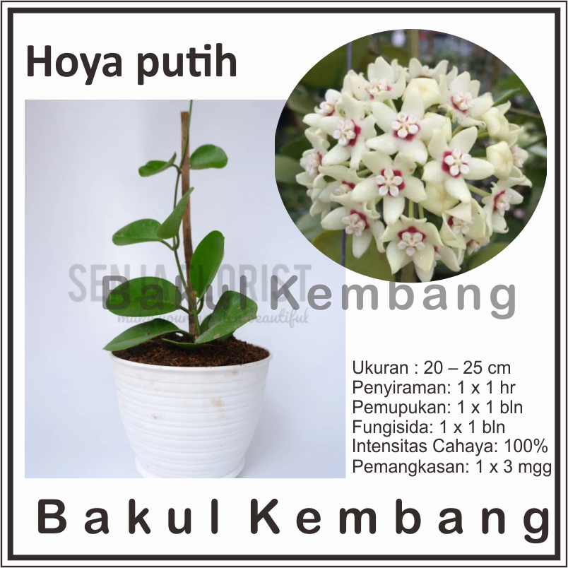 Jual Melati hoya wangi / bibit tanaman hias bunga merambat | Shopee ...