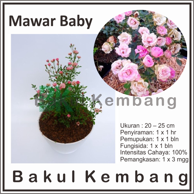 Jual PROMO Tanaman Bunga mawar baby rose (rosa sp )-kondisi berbunga ...