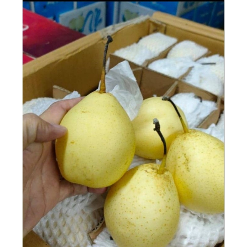 Jual Pear Yalie ±900gr | Shopee Indonesia