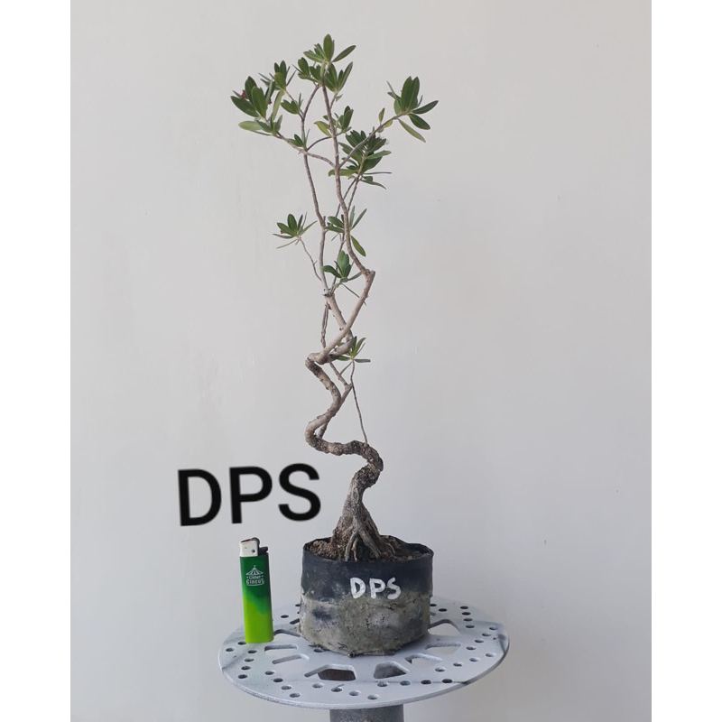 Jual Pohon Santigi DPS | Shopee Indonesia