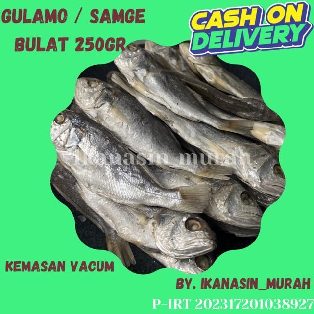 Jual IKAN ASIN GULAMO / SAMGE / KEPALA BATU 250GR / IKAN ASIN MURAH ...