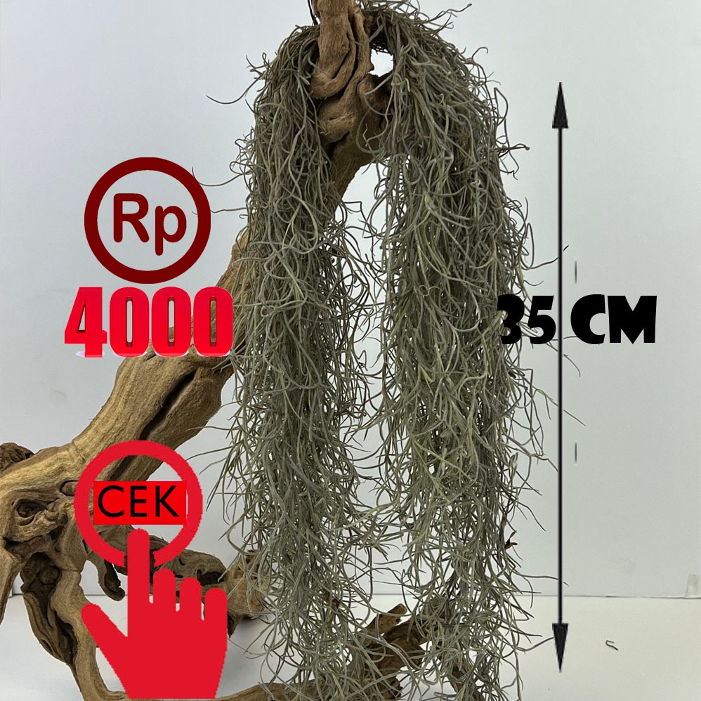 Jual Tanaman hias Jenggot dewa panjang 35 cm | Shopee Indonesia